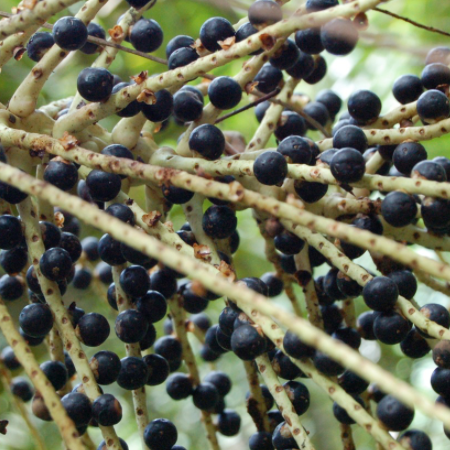 30ml Açai Oil *Special Limited Availability* - Arbor Mundi Natural Products